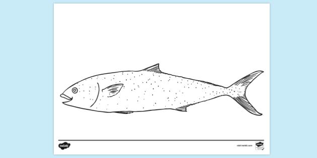FREE! - Kingfish Colouring | Colouring Sheets (teacher made)