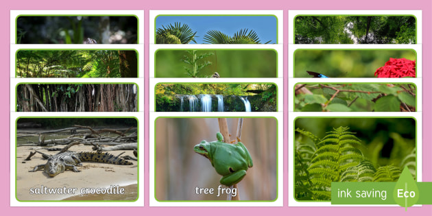 Australian Tropical Rainforest Habitat Photo Display Pack