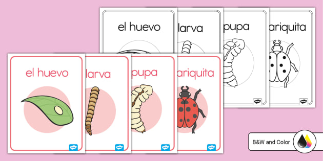 Posters: El ciclo de vida de la mariquita (teacher made)