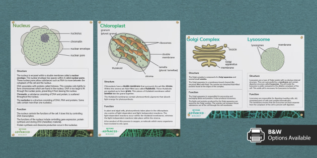 Cell Organelles and Their Functions Posters (teacher made)