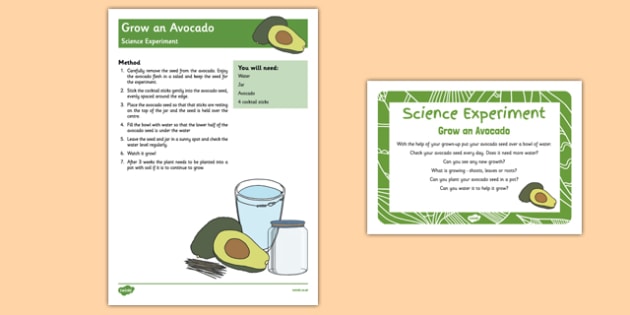 EYFS Grow an Avocado Science Experiment and Prompt Card Pack