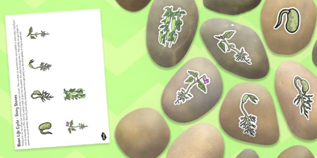 Life Cycle of a Bean Story Stone Image Cut Outs
