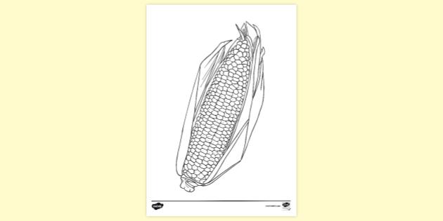 FREE! - Maize Colouring Page - Primary Resources