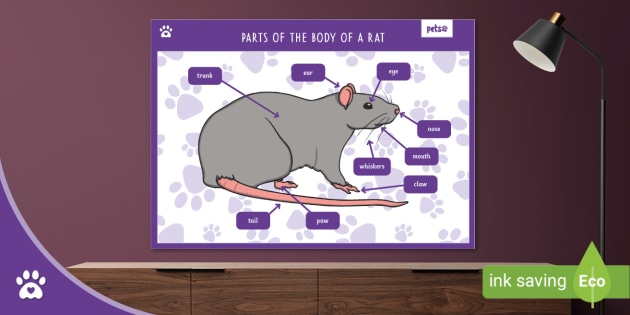 Parts of the Body of a Rat - Rat Anatomy Poster - Pets
