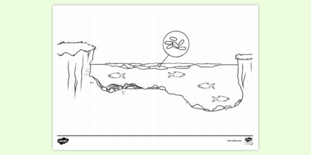 FREE! - Decomposing Bacteria Colouring Sheet | Colouring Sheets