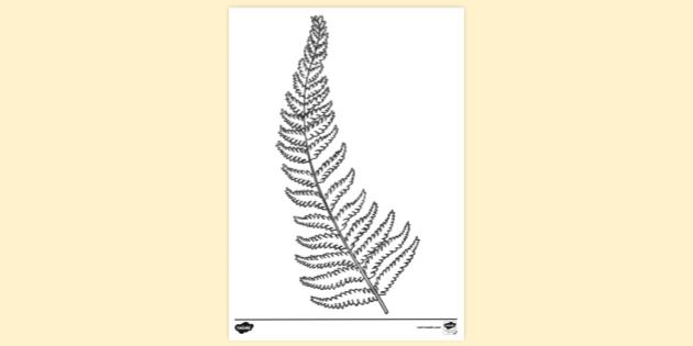 Bracken Fern Colouring Sheet | Primary Resources - Twinkl