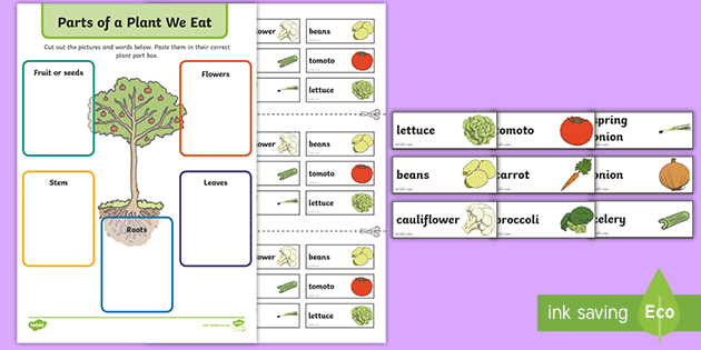 * NEW * Which Plant Parts Can We Eat? Activity