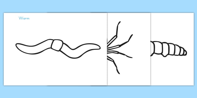 FREE! - Minibeasts Colouring Pages Detailed (teacher made)