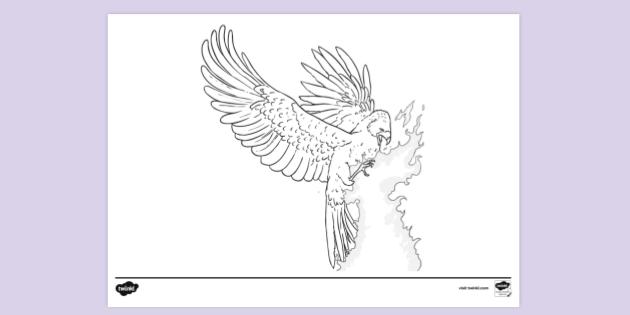 FREE! - Hawk Colouring Sheet | Colouring Sheets