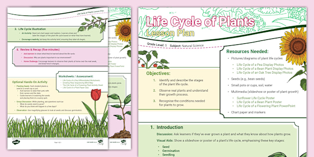 Plant Life Cycles | twinkl.com.au