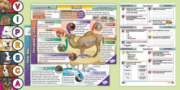 Animal Adaptations | twinkl.co.uk
