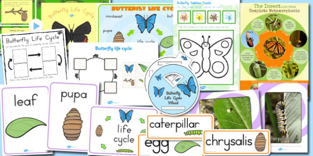 Butterfly Life Cycle Resource Pack - australia, butterfly, life cycle