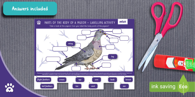 Parts of the Body of a Pigeon - Labelling Activity - Pets
