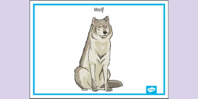 FREE! - Wolf Display Poster | Primary Resources