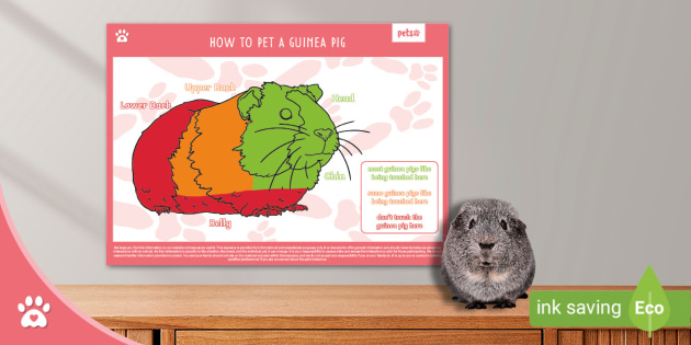 How to Pet a Guinea Pig - Display Poster - Twinkl Pets
