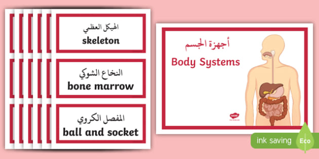 Body Systems Word Wall
