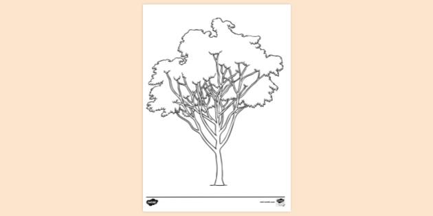 FREE! - Gum Tree Colouring Sheet | Colouring Sheets