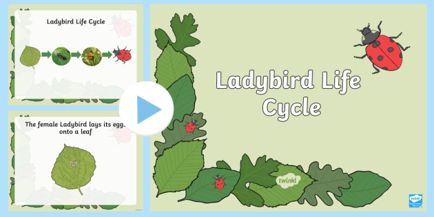 Ladybird Life Cycle PowerPoint - KS1 Life Processes