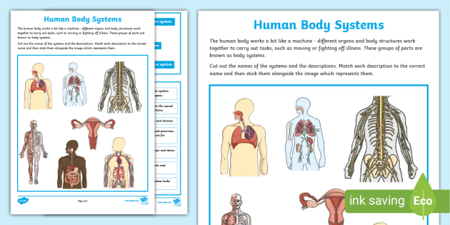Human Body Systems Labelling Activity