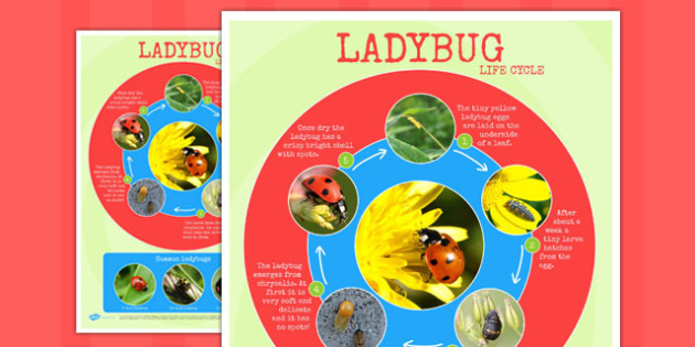 Ladybug Life Cycle Photo Large Display Poster - ladybug, cycle