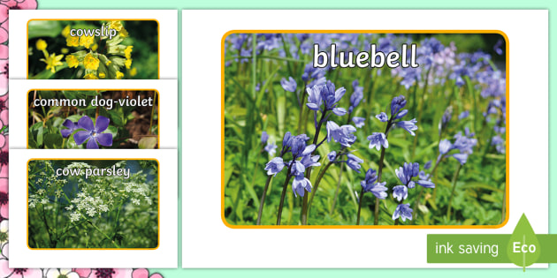 Spring Aistear Flowers Display Photos (teacher made)