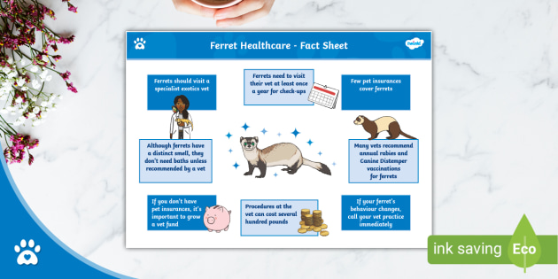 Ferret Healthcare - Fact Sheet - Pet Care - Twinkl Pets