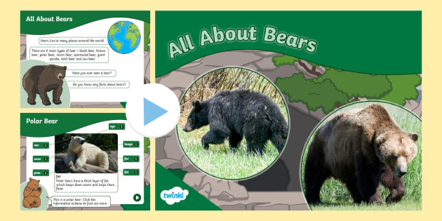 Black Bear Facts for Kids - Twinkl Homework Help - Twinkl