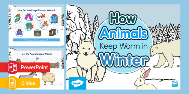 Arctic Animals Keeping Warm How Do Birds Stay Warm? Beyond Penguins