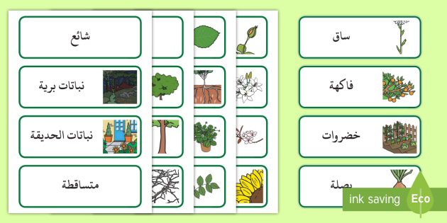 بطاقات مفردات عن النباتات