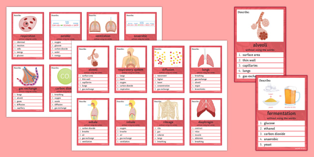Respiration and Gas Exchange Can You Guess? Cards