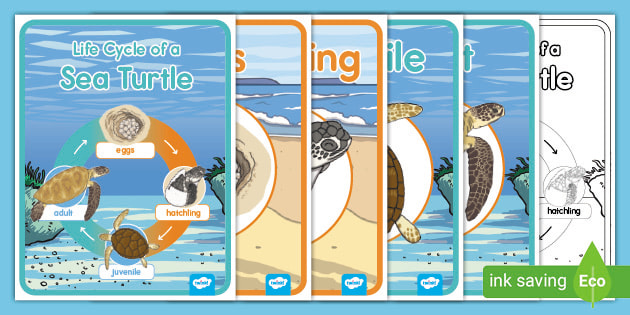 Life Cycle of a Sea Turtle Posters (teacher made)