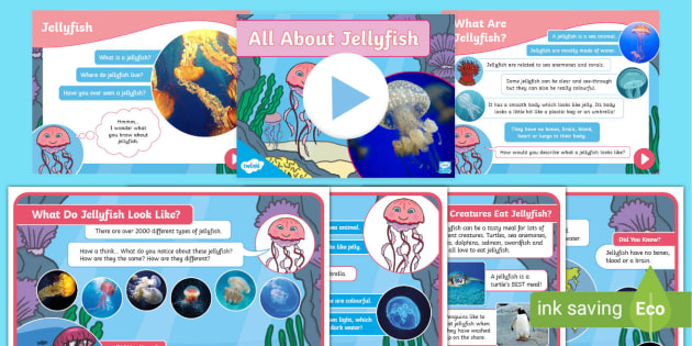 All About Jellyfish Information Pack (teacher made)