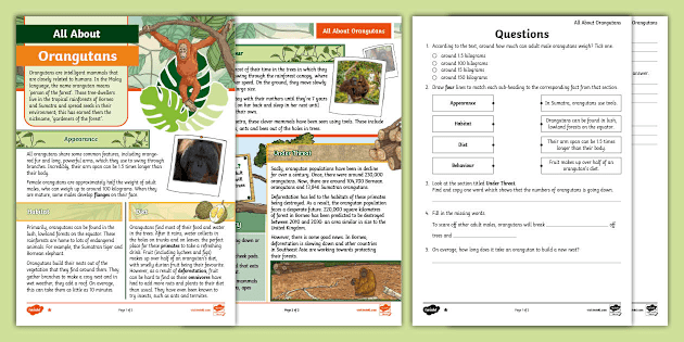 How To Draw an Orangutan Activity | Drawing | Twinkl | KS1