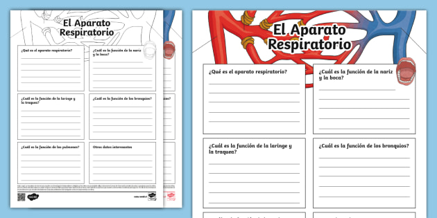 Hoja De Trabajo Con Diagrama Etiquetado Del Sistema Respiratorio