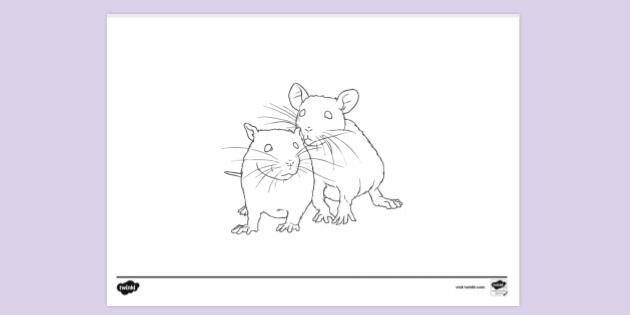 Rats Colouring | KS1 Colouring Sheets | Twinkl Resources