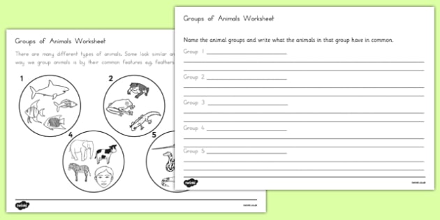 Animal Groups Worksheet - australia, animal, groups, worksheet