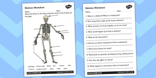 Skeleton Worksheet Scientific Names Teacher Made 