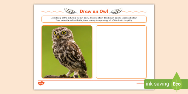 Draw an Owl Art Activity (teacher made)