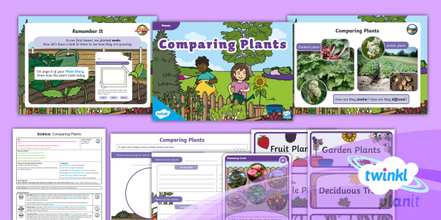 Science: Plants: Comparing Plants Year 1 Lesson 6