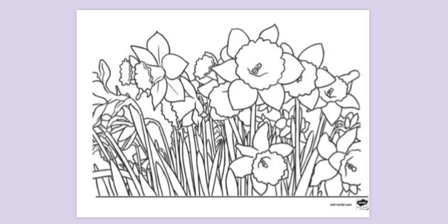 FREE! - Daffodil Flower Colouring Sheet | Colouring Pages