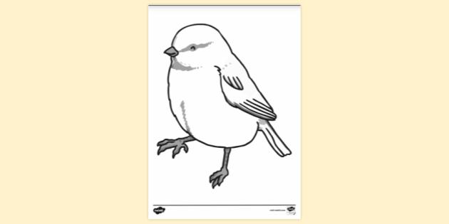 FREE! - Blue Tit Colouring Sheet - Creative Activity for Children