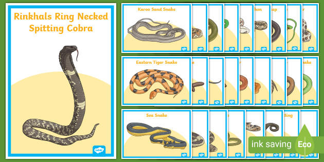 Snakes of South Africa Posters | Teacher Made (teacher made)