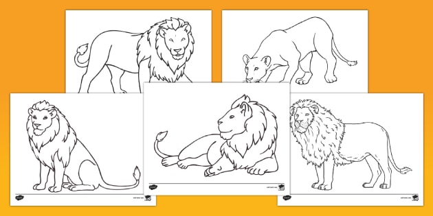 coloring sheets lions