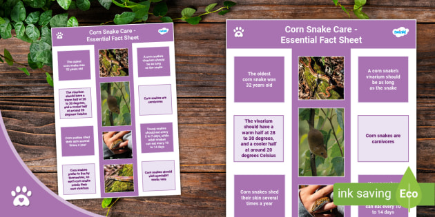 Corn Snake Care - Essential Fact Sheet - Twinkl Pets