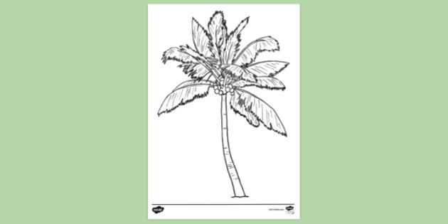 FREE! - Coconut Tree Colouring Page - Primary School - Twinkl