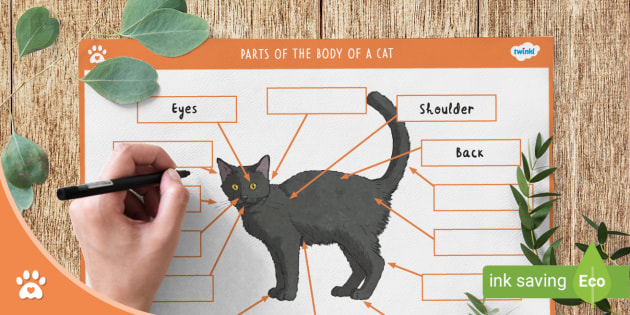 Parts of the Body of a Cat - Labelling Activity - Cat Care