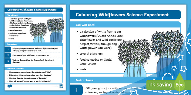 Colouring Wildflowers Science Experiment (teacher made)