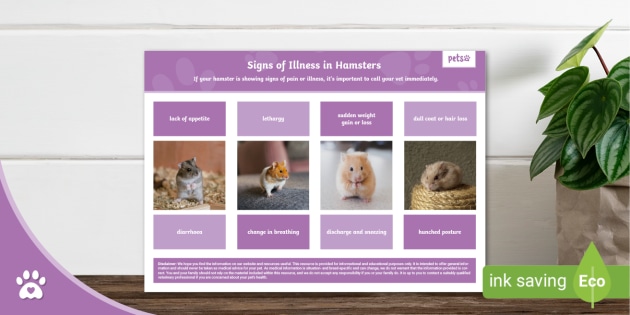 Signs of Illness in Hamsters - Display Poster - Twinkl Pets