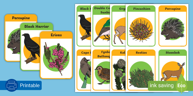 Fynbos Biome | South Africa | Info And Teaching Resources