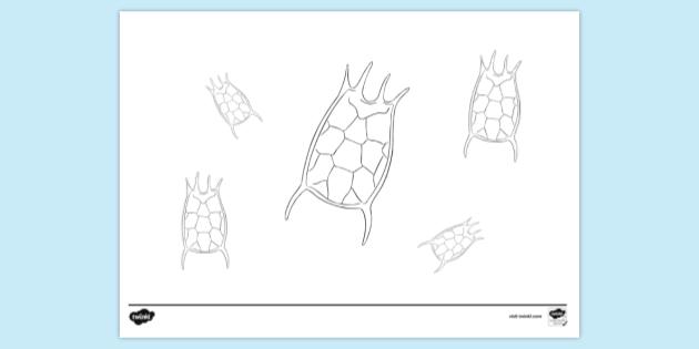 FREE! - Zooplankton Colouring Sheet (teacher made)